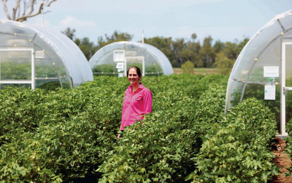 CSIRO is working on new cotton that doesn’t need ironing