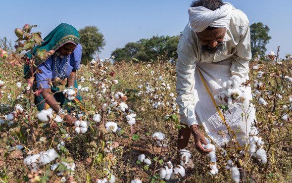 INDIA: Cotton output may crimp textile industry
