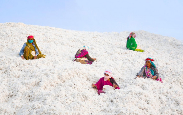 Indian & Turkish organic cotton selling at premium