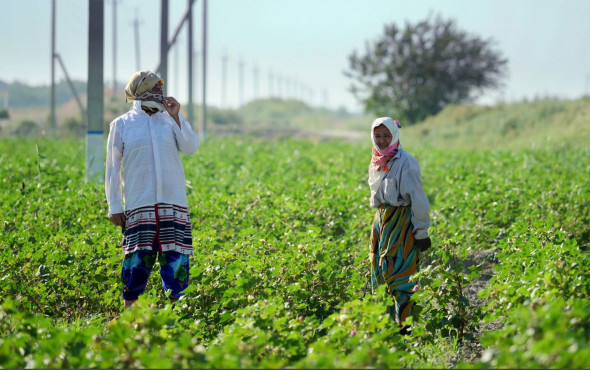 Uzbekistan's cotton farms turn to Aussie irrigated farming know-how