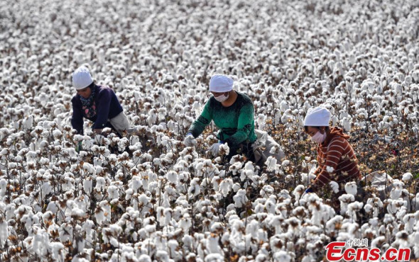 Beyond China: US' Xinjiang cotton ban has far-reaching implications ...