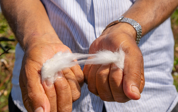 Know the cotton quality factors and avoid deductions