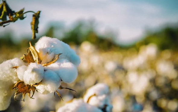 Cargill Rolls Out Regen Connect Cotton Program in July