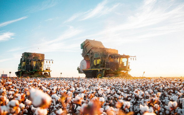 Cotton Market Has Largest Weekly Gain In 12 Years — Is the Bottom In?